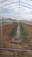 China SingleTunnel Greenhouse Offering Economical Steel Frame and Plastic Film Covering with Optimized Layout for Commercial Mushroom Growing for sale