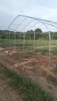 China SingleTunnel Greenhouse Offering Economical Steel Frame and Plastic Film Covering with Optimized Layout for Commercial Mushroom Growing for sale
