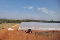 China SingleTunnel Greenhouse Offering Economical Steel Frame and Plastic Film Covering with Optimized Layout for Commercial Mushroom Growing for sale