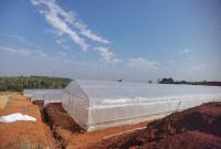 China SingleTunnel Greenhouse Offering Economical Steel Frame and Plastic Film Covering with Optimized Layout for Commercial Mushroom Growing for sale