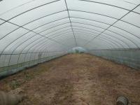 China SingleTunnel Greenhouse with reinforced galvanized steel frame and UV stabilized plastic film covering for stable outdoor agricultural for sale