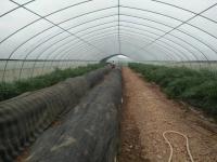 China SingleTunnel Greenhouse with reinforced galvanized steel frame and UV stabilized plastic film covering for stable outdoor agricultural for sale
