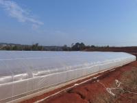 China SingleTunnel Greenhouse with reinforced galvanized steel frame and UV stabilized plastic film covering for stable outdoor agricultural for sale