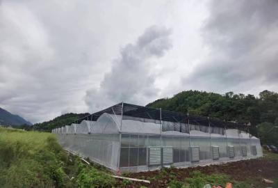 China Multitunnel connected greenhouse offering flexible layout options to accommodate different crop types and farming scales for sale
