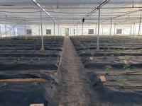 China Multitunnel connected greenhouse offering flexible layout options to accommodate different crop types and farming scales for sale