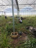 China Multitunnel connected greenhouse offering flexible layout options to accommodate different crop types and farming scales for sale