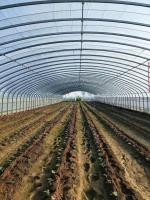 China Robust SingleTunnel Greenhouse Featuring Hot Dip Galvanized Steel Frame and UV Stabilized Cover Ensuring Stable Structure and Crop Safety for sale