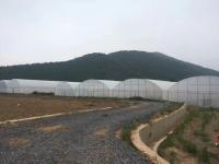 China Robust SingleTunnel Greenhouse Featuring Hot Dip Galvanized Steel Frame and UV Stabilized Cover Ensuring Stable Structure and Crop Safety for sale
