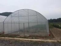 China Robust SingleTunnel Greenhouse Featuring Hot Dip Galvanized Steel Frame and UV Stabilized Cover Ensuring Stable Structure and Crop Safety for sale