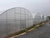 China Robust SingleTunnel Greenhouse Featuring Hot Dip Galvanized Steel Frame and UV Stabilized Cover Ensuring Stable Structure and Crop Safety for sale