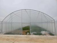 China Robust SingleTunnel Greenhouse Featuring Hot Dip Galvanized Steel Frame and UV Stabilized Cover Ensuring Stable Structure and Crop Safety for sale
