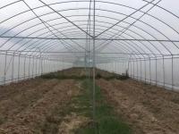 China Robust SingleTunnel Greenhouse Featuring Hot Dip Galvanized Steel Frame and UV Stabilized Cover Ensuring Stable Structure and Crop Safety for sale
