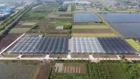 China High tunnel multi-span single-layer PE film commercial greenhouse for lettuce and tomatoes for sale