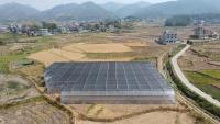 China High tunnel multi-span single-layer PE film commercial greenhouse for lettuce and tomatoes for sale