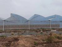 China High tunnel multi-span single-layer PE film commercial greenhouse for lettuce and tomatoes for sale