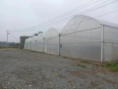 China Large scale multitunnel connected greenhouse featuring double arch multi span design to improve ventilation and promote healthy crop development for sale