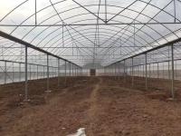 China Large scale multitunnel connected greenhouse featuring double arch multi span design to improve ventilation and promote healthy crop development for sale