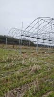 China Large scale multitunnel connected greenhouse featuring double arch multi span design to improve ventilation and promote healthy crop development for sale