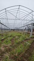 China Large scale multitunnel connected greenhouse featuring double arch multi span design to improve ventilation and promote healthy crop development for sale