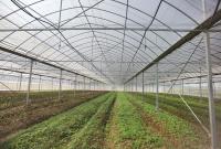 China Large scale multitunnel connected greenhouse featuring double arch multi span design to improve ventilation and promote healthy crop development for sale