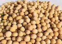 China Yellow Pea Protein Popular Alternative To Animal-Based Proteins For Vegans And Allergy Sufferers for sale