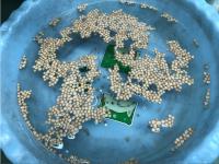 China Silvery Floating And Sinking Fish Feed Pellet Extruder Machinery With High Technology for sale