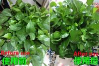 China Harmless Polish Leaf Shine Spray Multipurpose Tinplate Material for sale