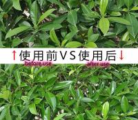 China Multiscene Tinplate Leaf Shine Spray Green Bottle Color Eco Friendly for sale