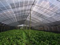 China High Speed Raschel Knitting Machine , Greenhouse Agriculture Vegetable Net Making Machine for sale