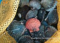 China Professional Deep Sea Aquaculture Fishing Net Making Machine for sale