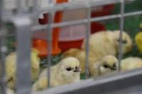 China Elliptical Feeding Hole Chick Rearing And Cage Equipment Inward Push Cage Door for sale