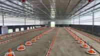 China Aluminum Magnesium Zinc Coated Frame Poultry Cage Equipment Seeder Feeding System Retractable Homogenizer for sale