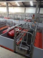 China Physiological Parameter Based Design Pig Breeding Equipment RFID Intelligent Sow Management Cable Tray for sale