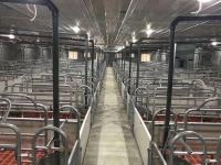 China Physiological Parameter Based Design Pig Breeding Equipment RFID Intelligent Sow Management Cable Tray for sale