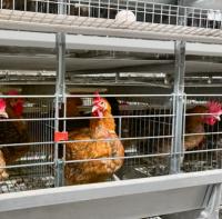 China Eighth Generation Precision Feeding Chicken Cage Breeding Equipment Step Type Stacked Type Thirty Percent for sale