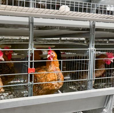China Eighth Generation Precision Feeding Chicken Cage Breeding Equipment Step Type Stacked Type Thirty Percent for sale