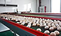 China Low Breakage Rate Below 1 Percent Egg Collection System Multi Layer Efficient High Automation for sale