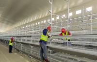 China Fast Construction Light Steel Structure Pigsties Typhoon Resistant Chicken Houses Pig Houses for sale