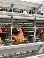 China Aluminum Magnesium Zinc Coated Frame Poultry Cage Equipment Retractable Seeder Homogenizer Integrated for sale