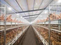 China Aluminum Magnesium Zinc Coated Frame Poultry Cage Equipment Retractable Seeder Homogenizer Integrated for sale