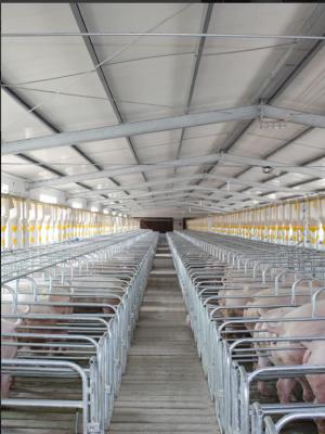 China Physiological Parameter Based Design Pig Breeding Equipment RFID Intelligent Sow Management Cable Tray for sale