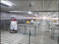 China Physiological Parameter Based Design Pig Breeding Equipment RFID Intelligent Sow Management Cable Tray for sale
