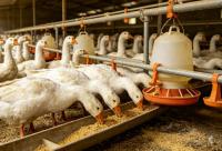 China High Load Capacity Goose Farming Equipment Automatic Water Bath Reinforced Slatted Floor for sale