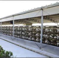 China Multi Tier Stacking Pigeon Farming Equipment Automatic Feeding Nest System for sale