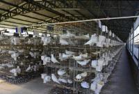China Multi Tier Stacking Pigeon Farming Equipment Automatic Feeding Nest System for sale