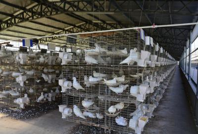 China Multi Tier Stacking Pigeon Farming Equipment Automatic Feeding Nest System for sale
