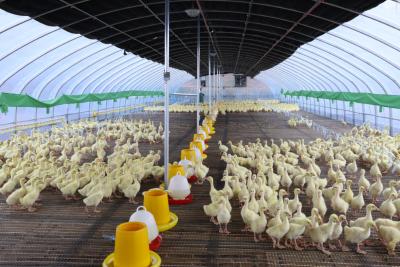 China High Load Capacity Goose Farming Equipment Automatic Water Bath Reinforced Slatted Floor for sale