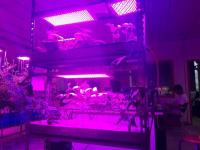 China PPF 1.8umol/J LED Grow Lights APOLO 6 150W 660nm/460nm Spetrum Wide Diffusion Angle for sale