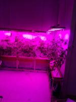 China Full Spetrum LED Grow Lights APOLO 18 500W Medical Growing PPF1.8umol/J With Fans for sale