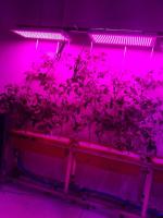 China APOLO 20 600W Full Spectrum Led Plant Grow Light , LED Grow Lamp AC100-277V for sale